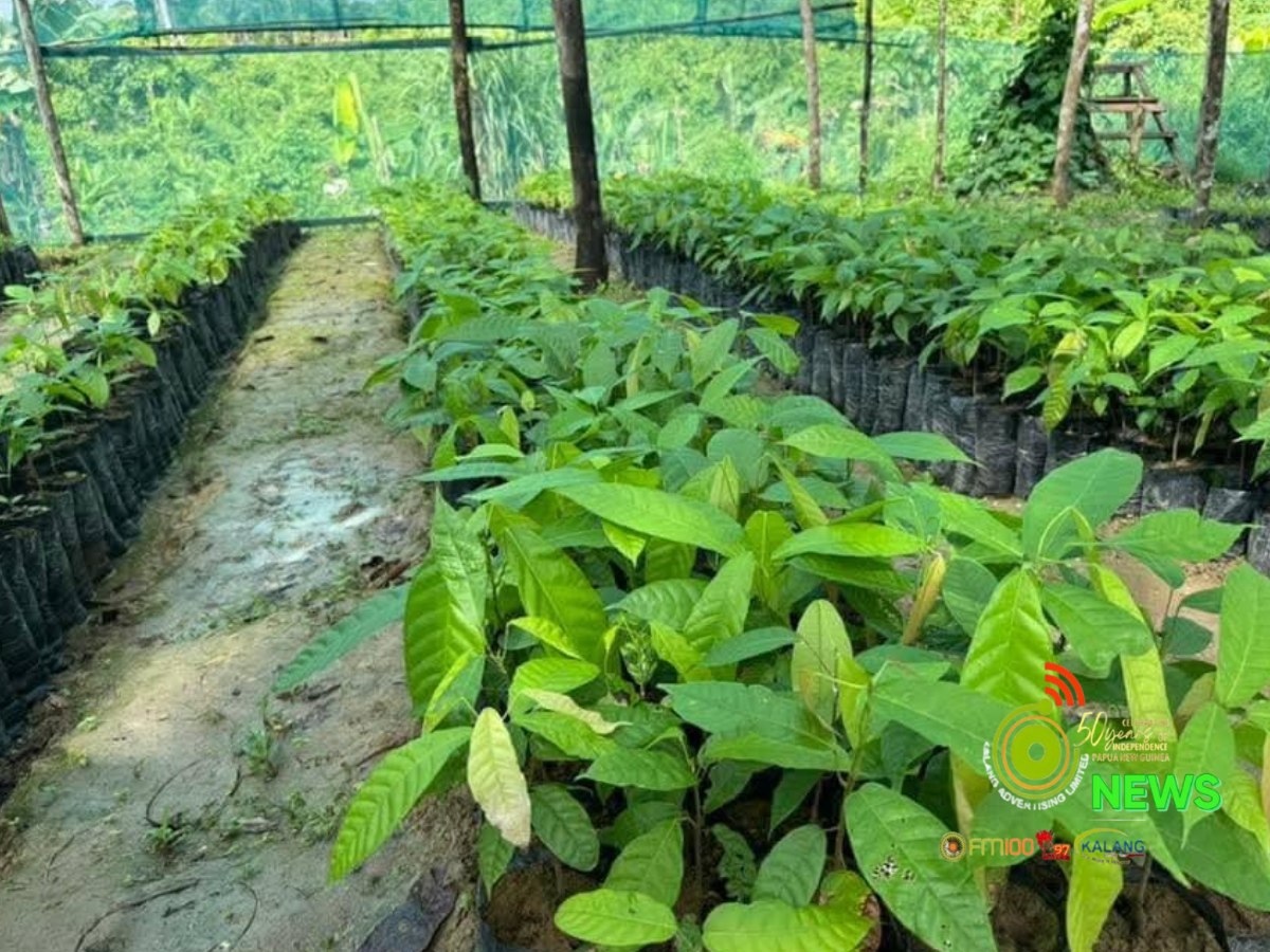 NORTH FLY AIMING FOR 1 MILLION COCOA TREES - Kalang Advertising Limited